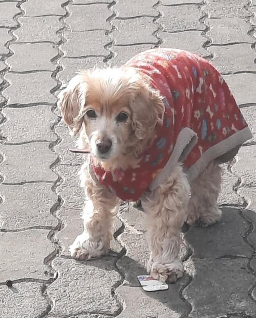 PDI recuperó perro robado en Talca - Linares en Línea